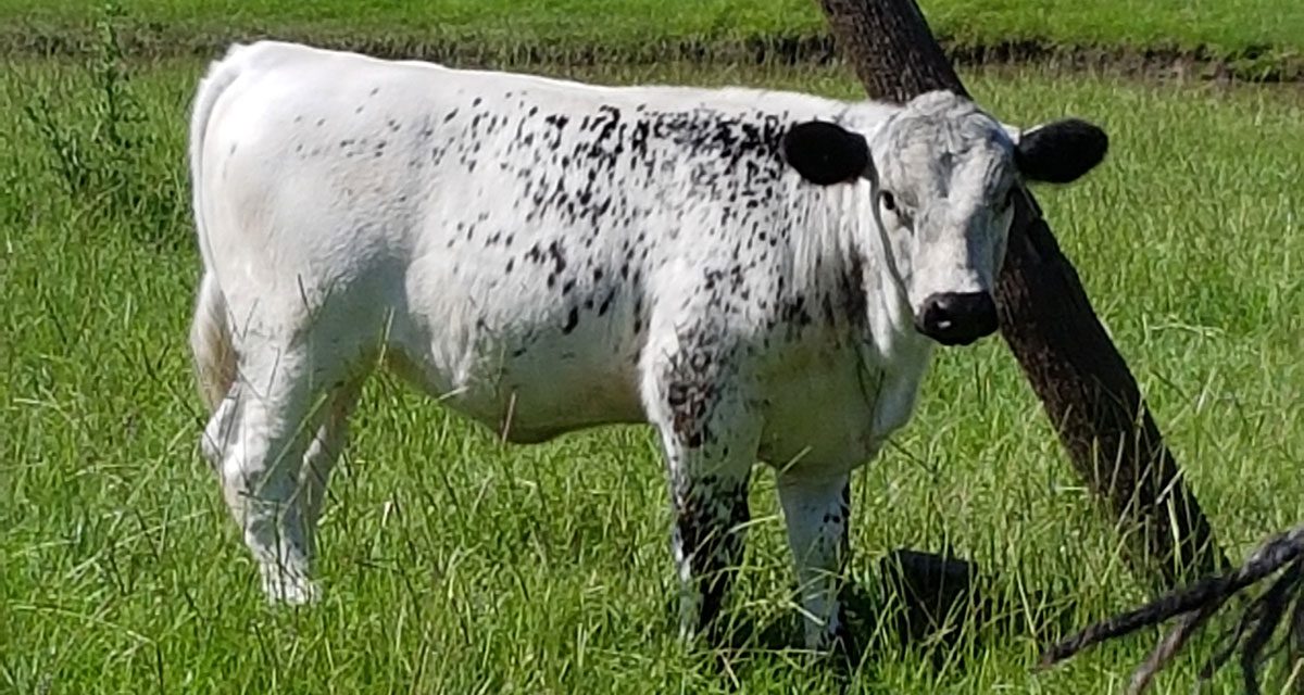 Which Cattle Breed Is Best For You Small Farms Magazine Book Shop