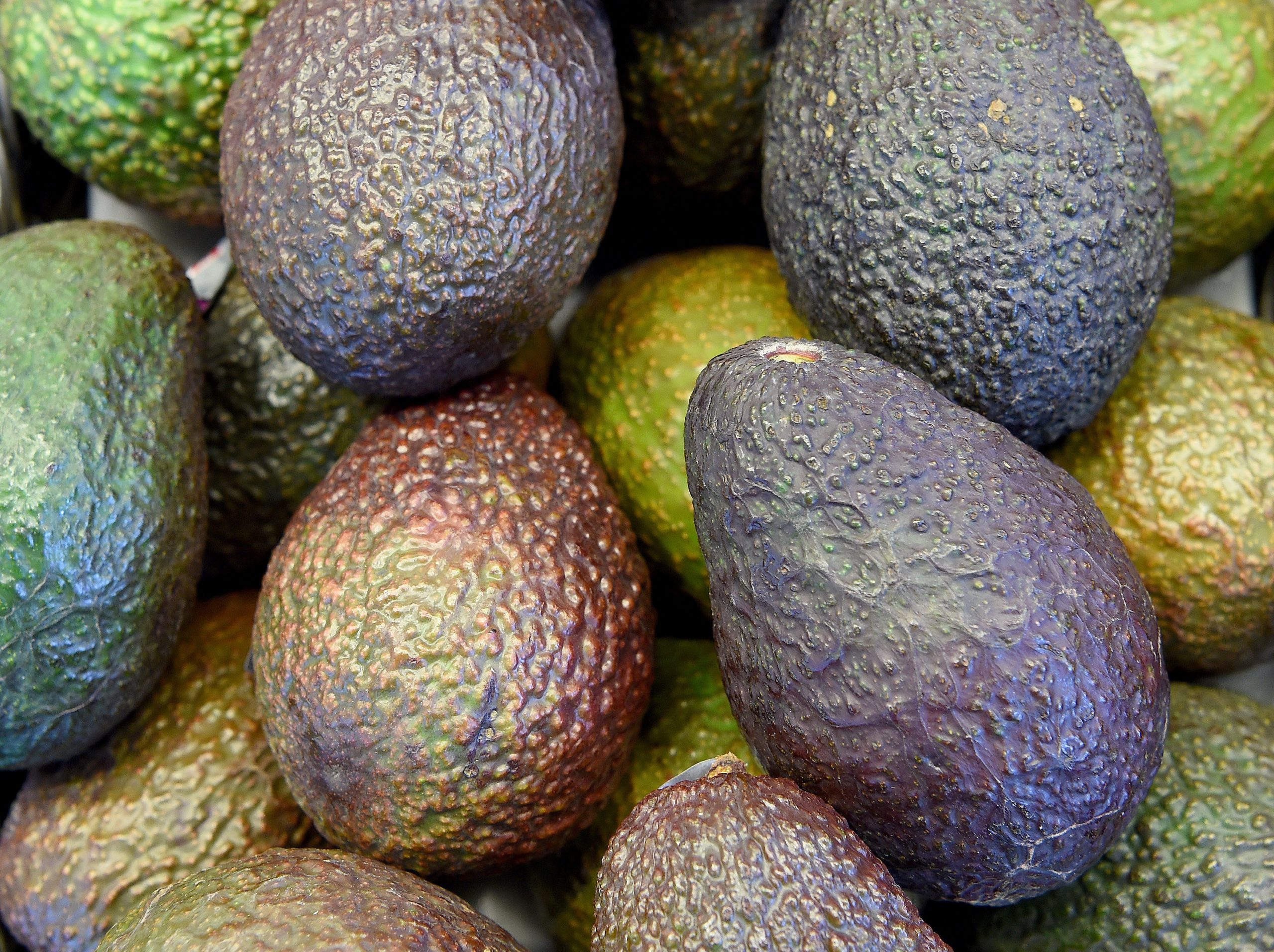 High density production: Global practices key to boosting avocado ...