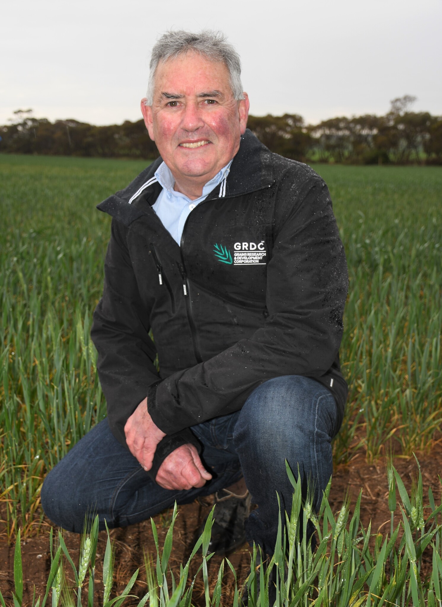 New sowing guide to inform Victorian growers’ variety decisions | Small ...