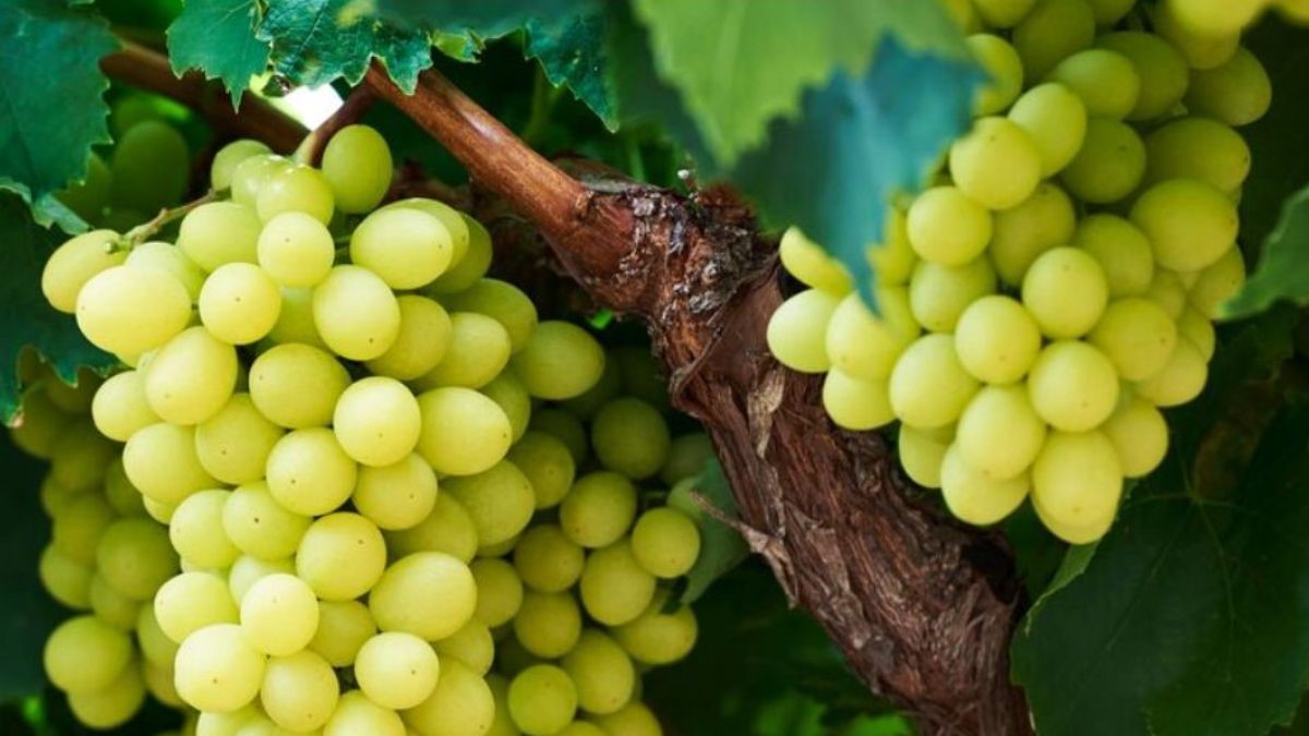 Consumers win as industry sets new “taste” standards for Table Grapes ...