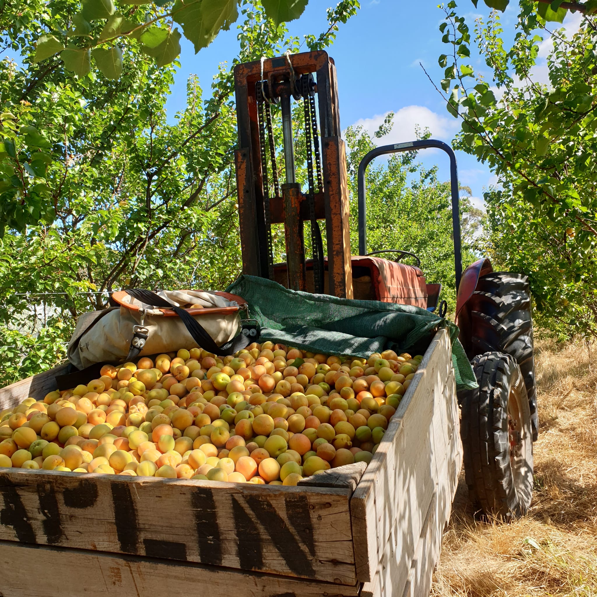 Brave new world | Small Farms Magazine & Book Shop