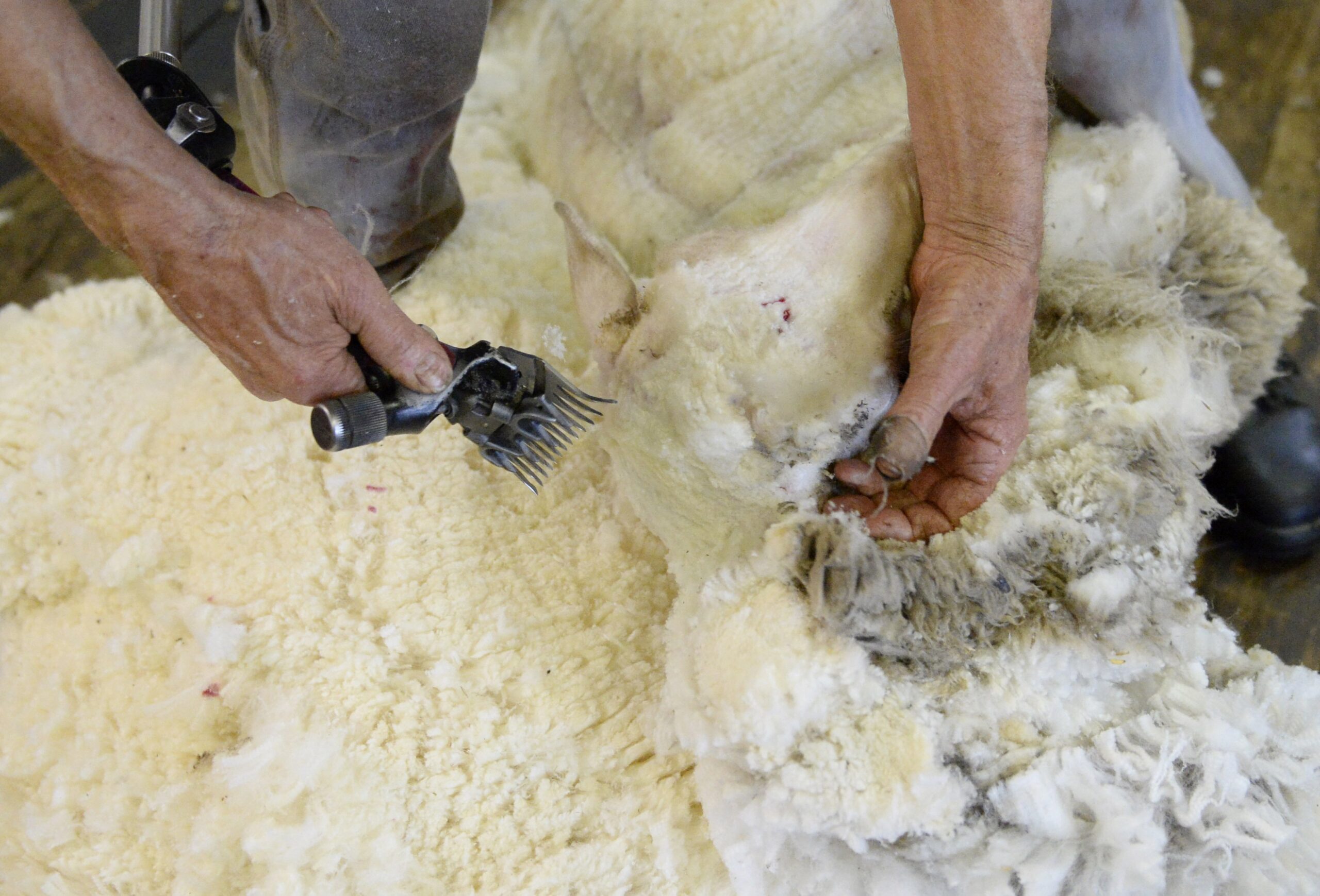 Counting sheep | Small Farms Magazine & Book Shop