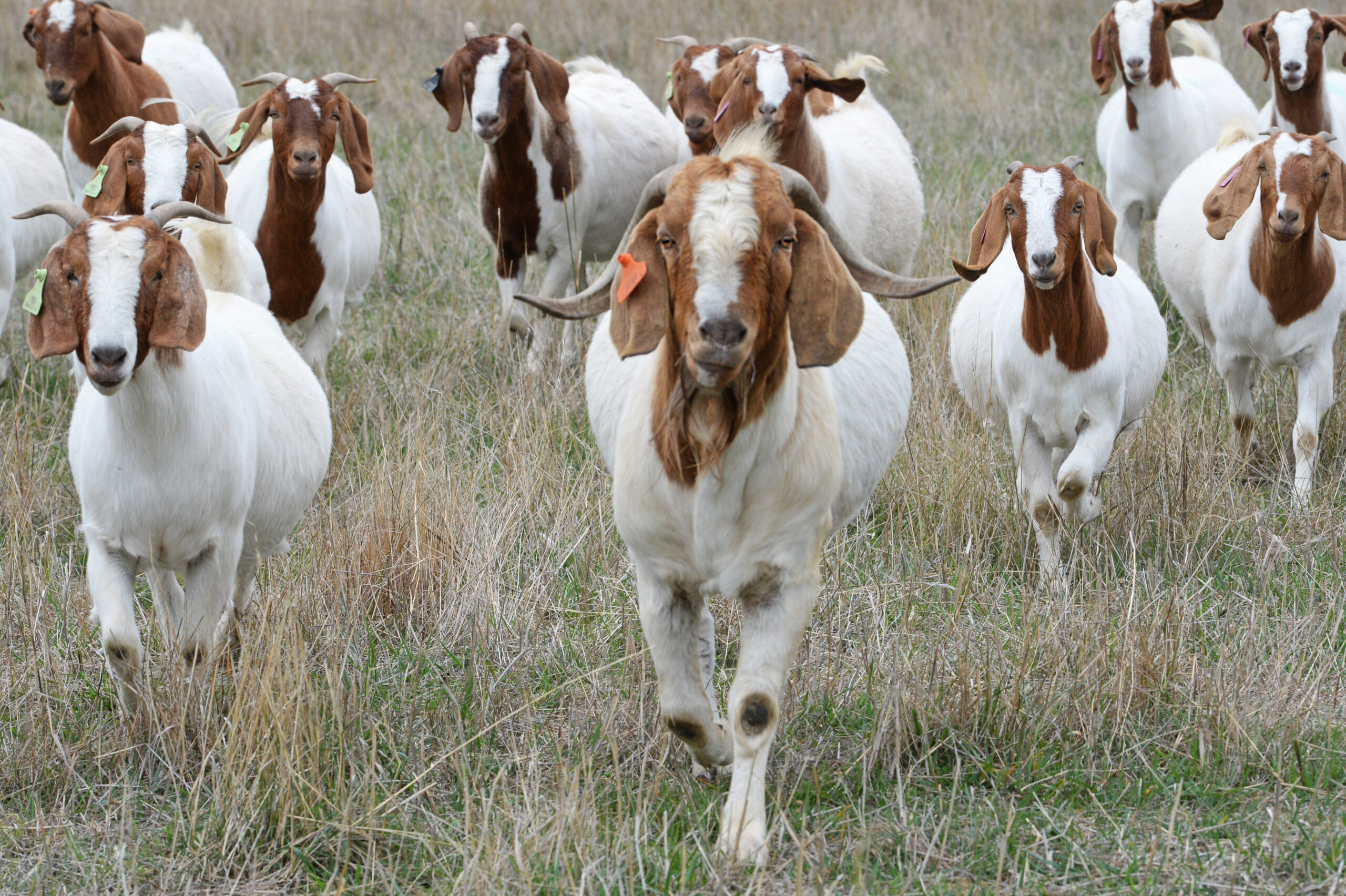 Growing appetite for Australian goat meat | Small Farms Magazine & Book ...