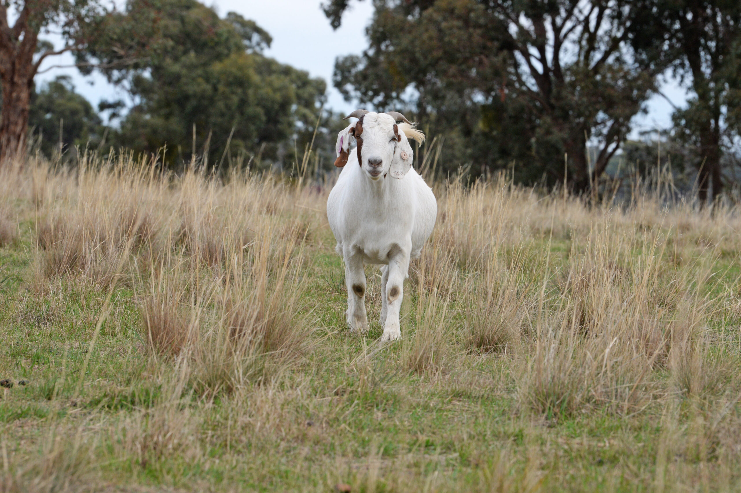 You’ve goat this | Small Farms Magazine & Book Shop