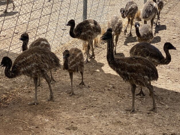Emus rule the roost | Small Farms Magazine & Book Shop