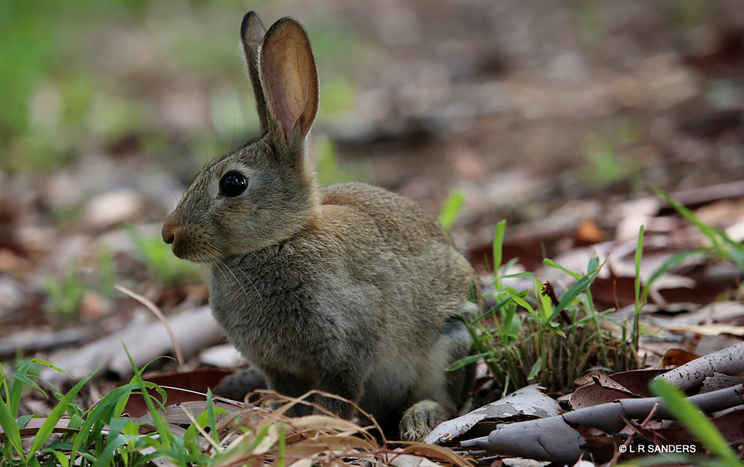 Taking control of rabbits | Small Farms Magazine & Book Shop