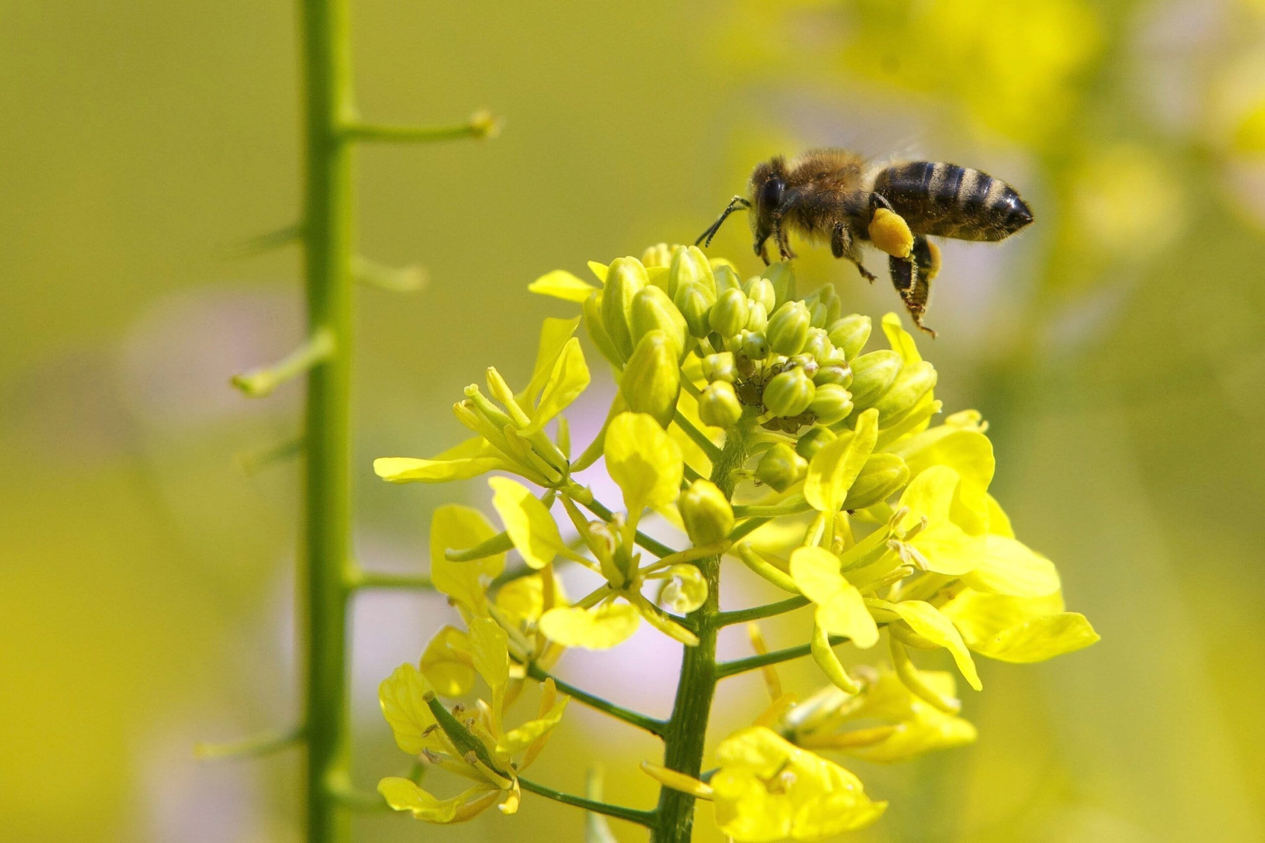 What’s the buzz | Small Farms Magazine & Book Shop