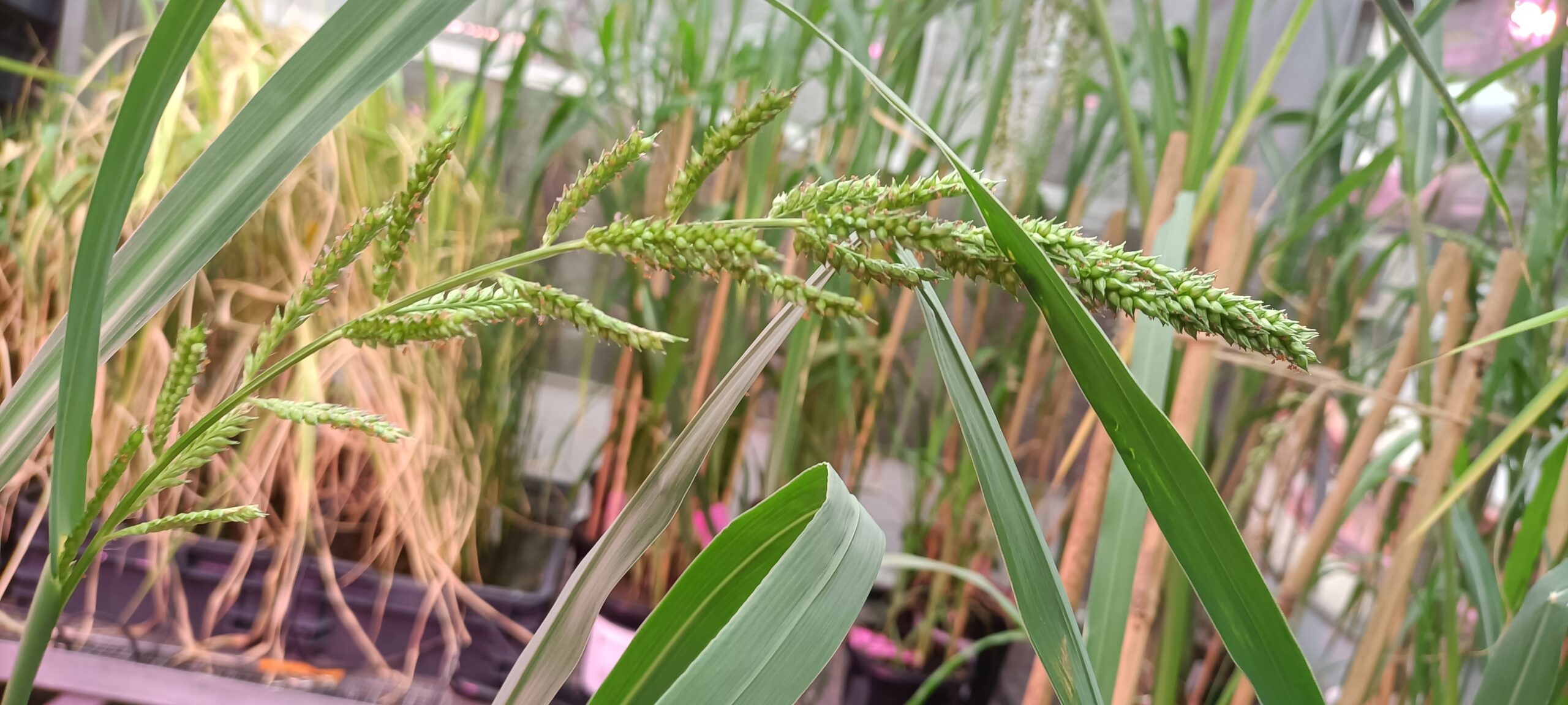 Wild grain could feed the world | Small Farms Magazine & Book Shop