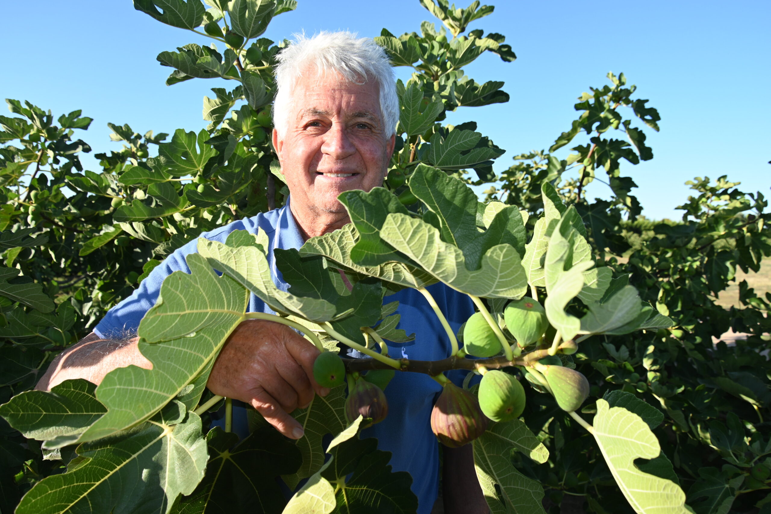 Giving a fig for heritage | Small Farms Magazine & Book Shop