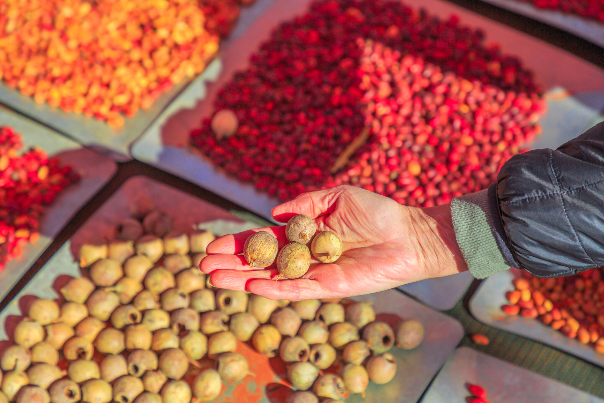 Savouring native flavours | Small Farms Magazine & Book Shop