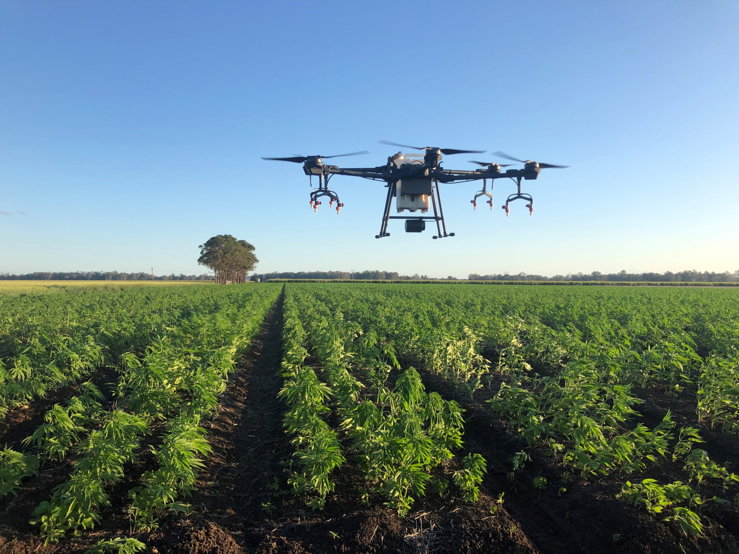 Hemp’s future in focus | Small Farms Magazine & Book Shop