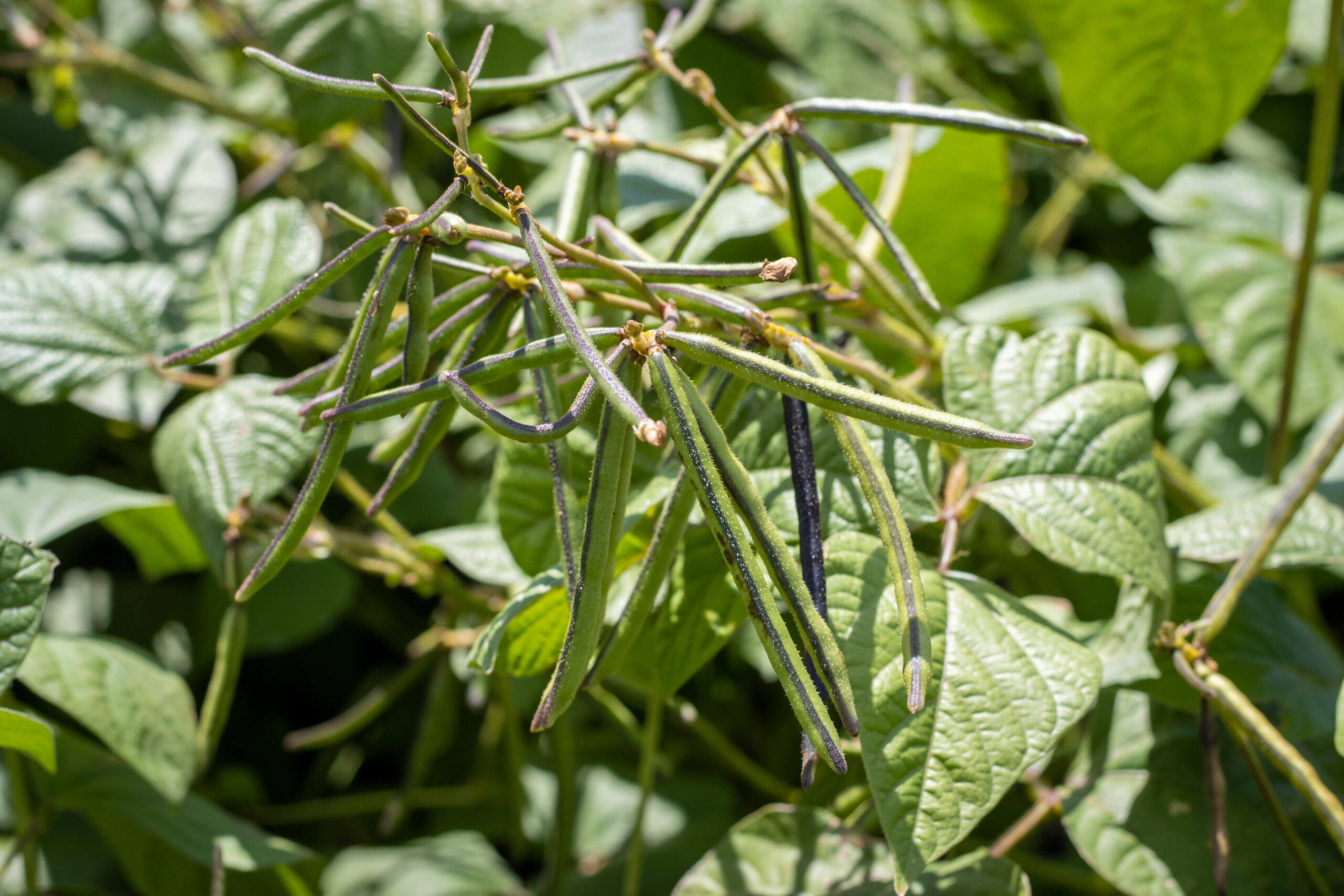 Improving the yield of ‘money’ beans | Small Farms Magazine & Book Shop