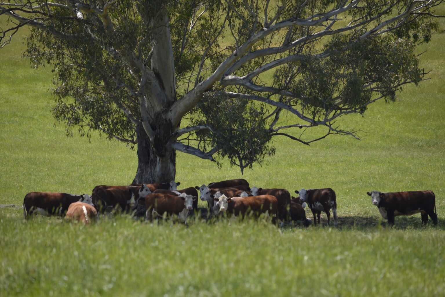 Paddock trees, pardalotes and productivity | Small Farms Magazine ...