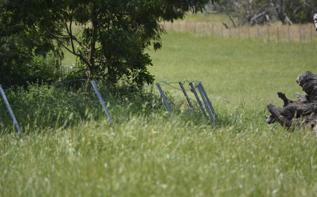 Paddock trees, pardalotes and productivity | Small Farms Magazine ...