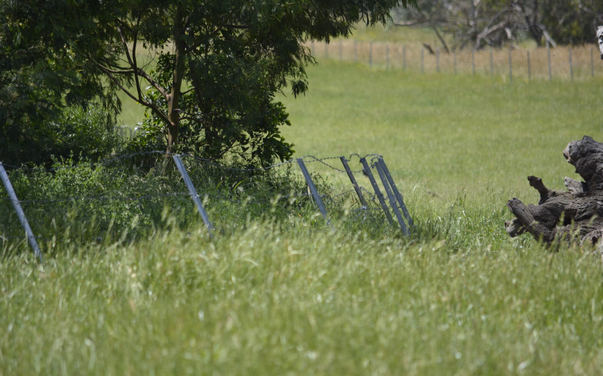 Paddock trees, pardalotes and productivity | Small Farms Magazine ...