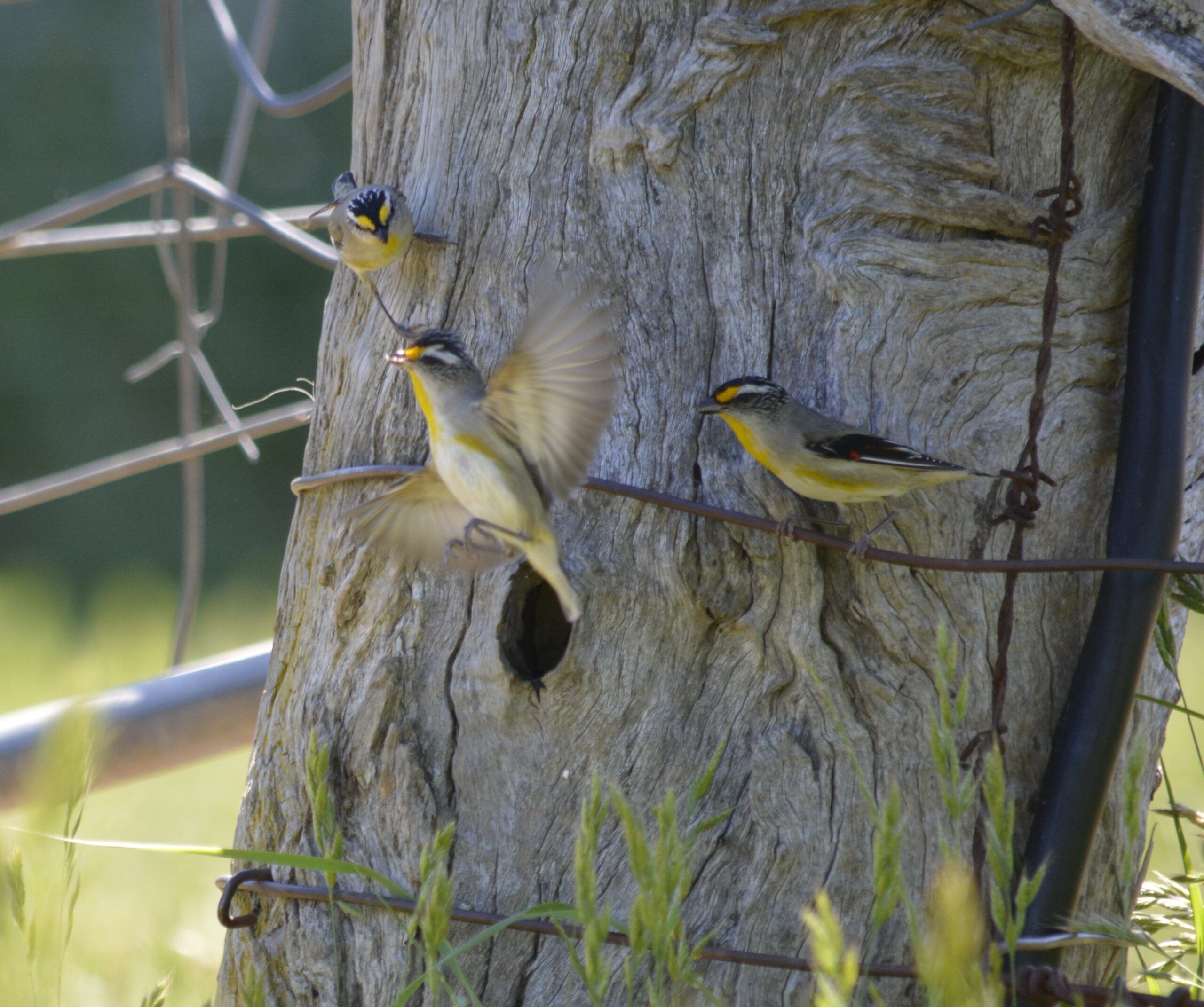 Paddock trees, pardalotes and productivity | Small Farms Magazine ...