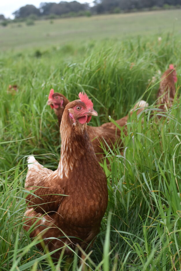 Chook farm a real cracker | Small Farms Magazine & Book Shop