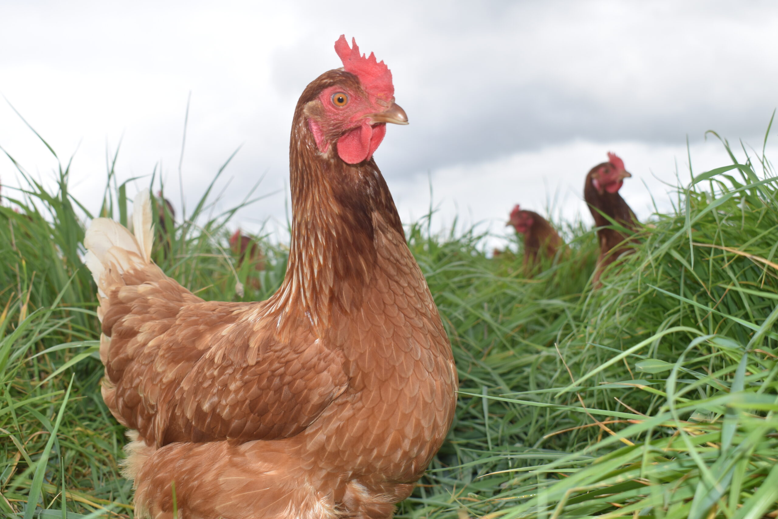 Chook farm a real cracker | Small Farms Magazine & Book Shop