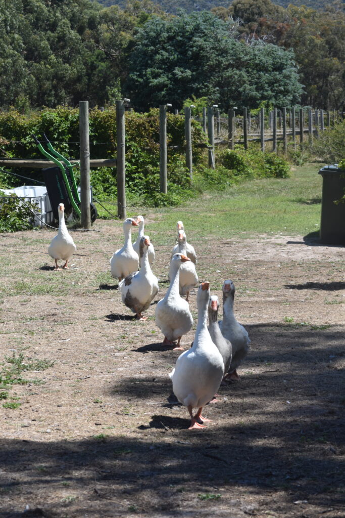 Five Ducks recovering from fire | Small Farms Magazine & Book Shop