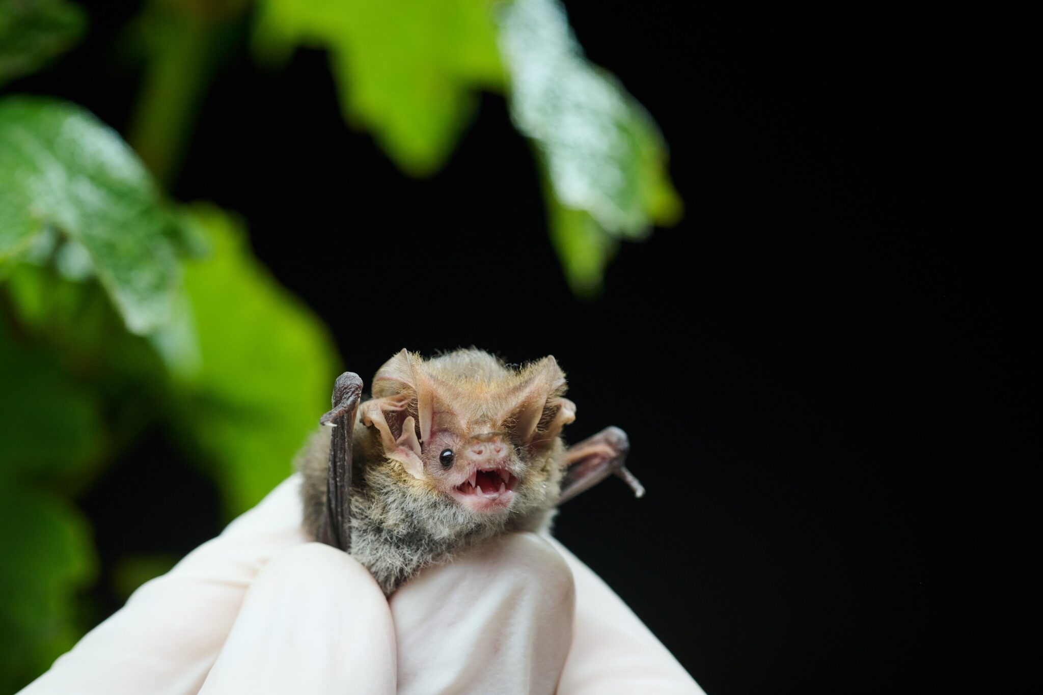 Bats, scats and more habitats | Small Farms Magazine & Book Shop