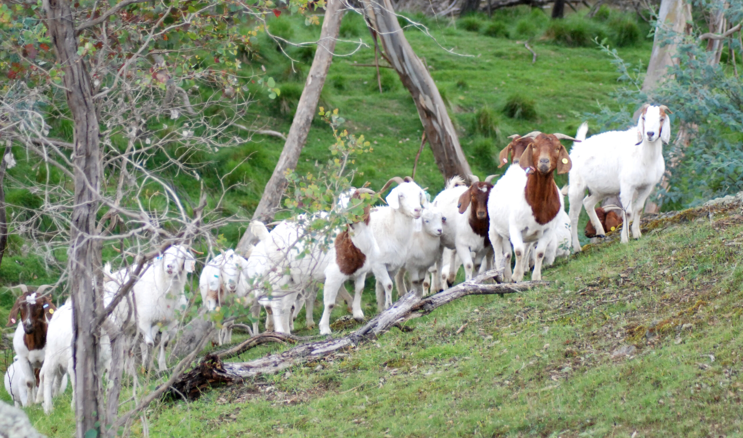 Growing appetite for Australian goat meat | Small Farms Magazine & Book ...
