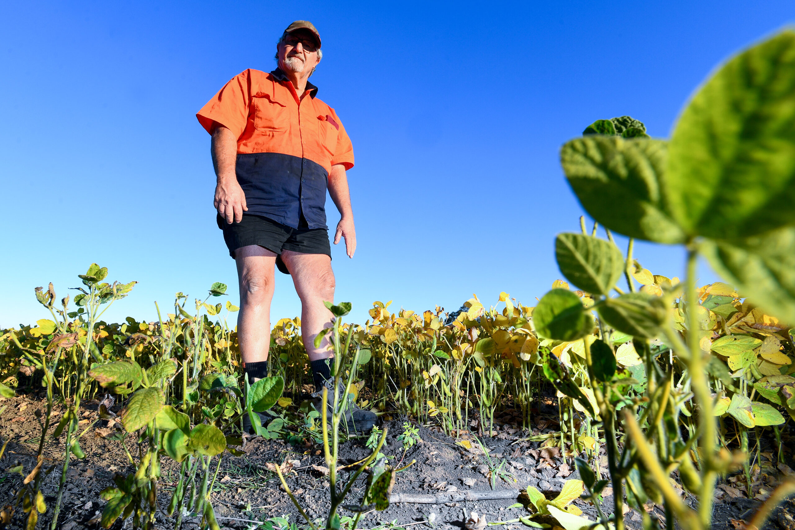 Authorities cop fire over pest response | Small Farms Magazine & Book Shop