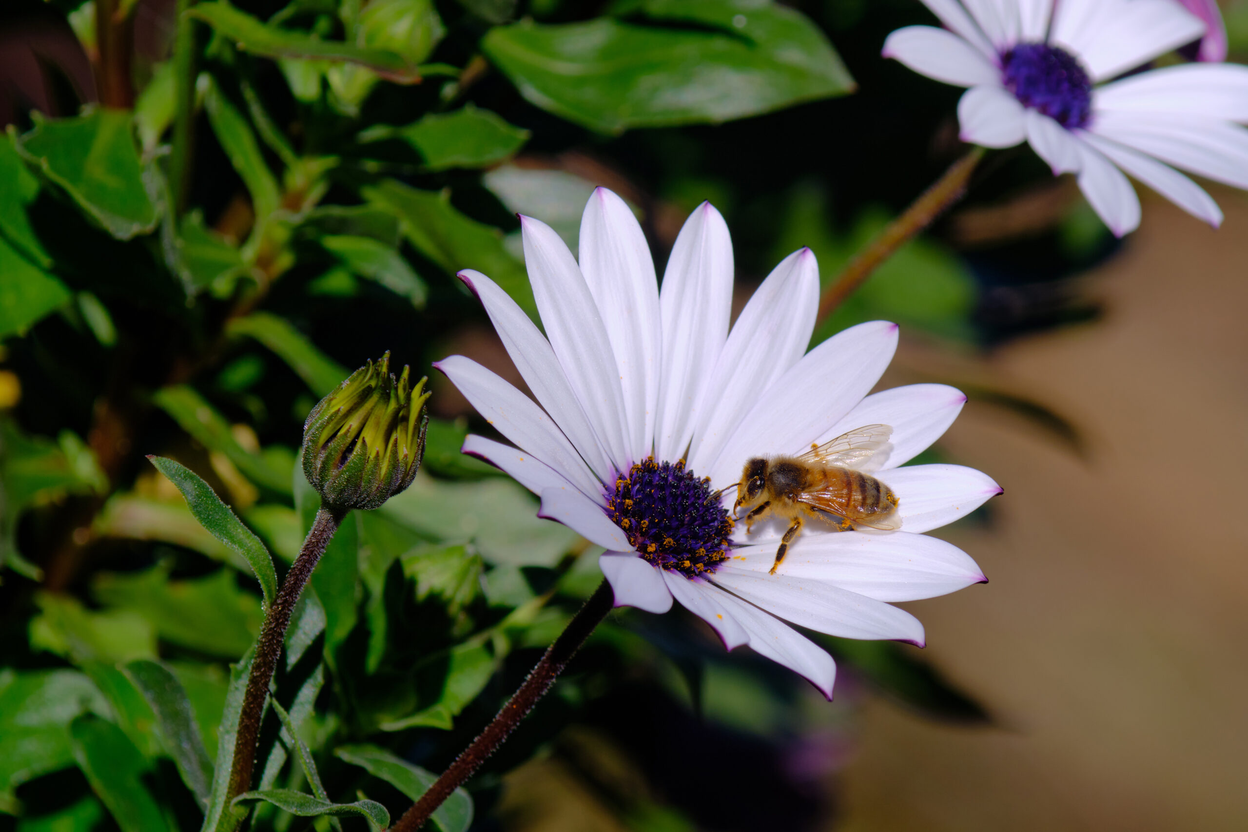 Native bees beat the heat | Small Farms Magazine & Book Shop