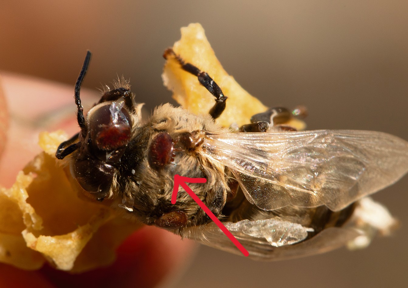Free Varroa mite training for beekeepers | Small Farms Magazine & Book Shop