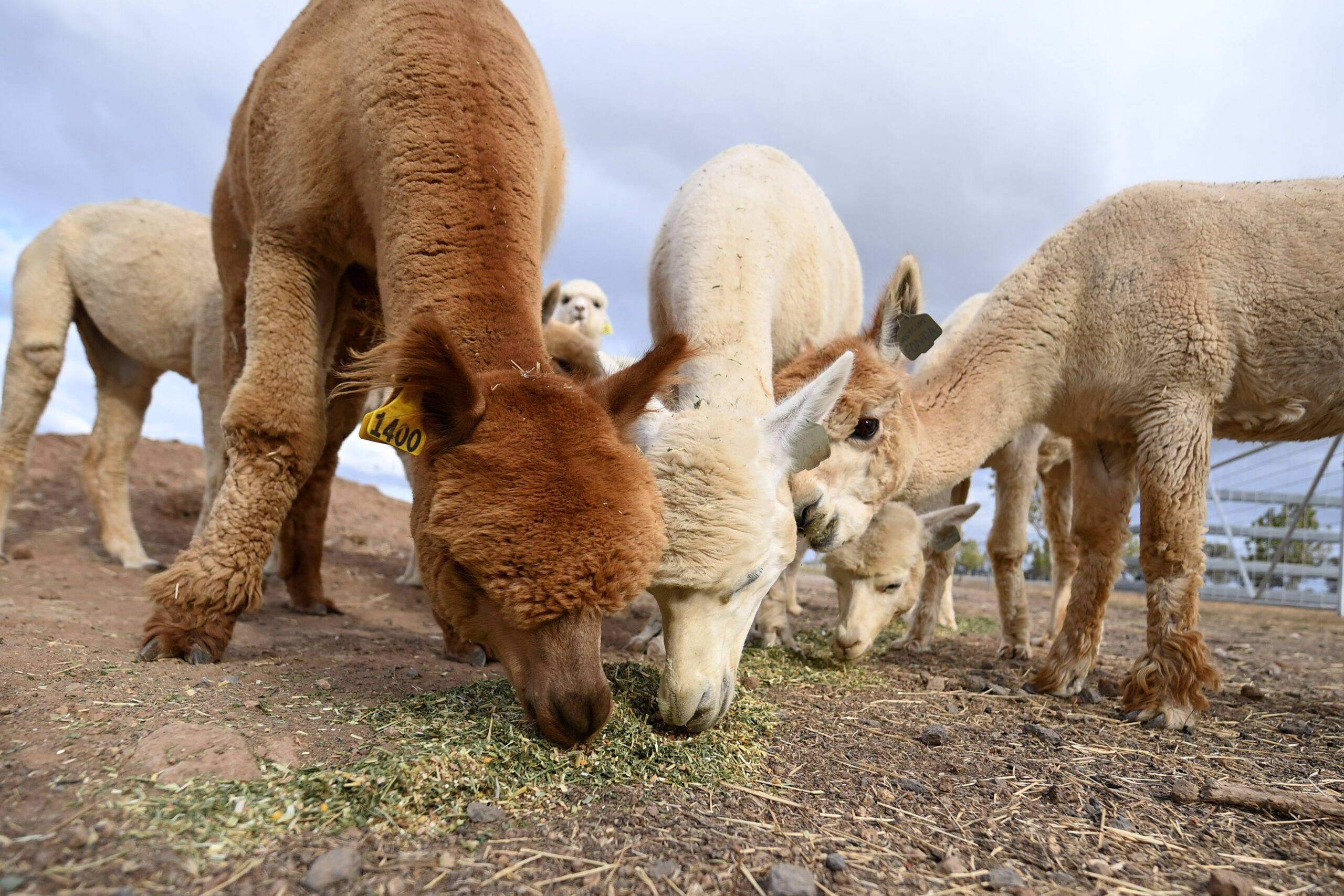 Alpaca farm is packing a mighty punch | Small Farms Magazine & Book Shop