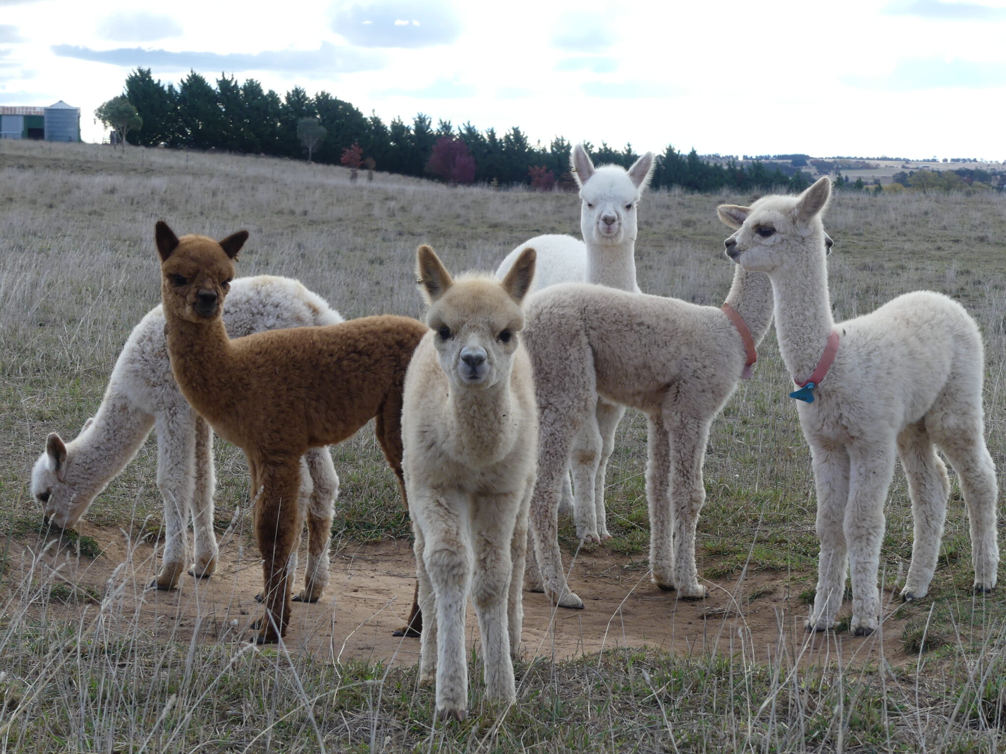 No llama drama, as Australian alpacas pack a punch | Small Farms ...