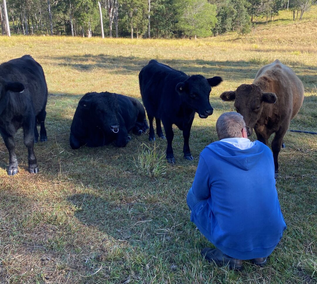 Support at hand for Dexter lovers | Small Farms Magazine & Book Shop