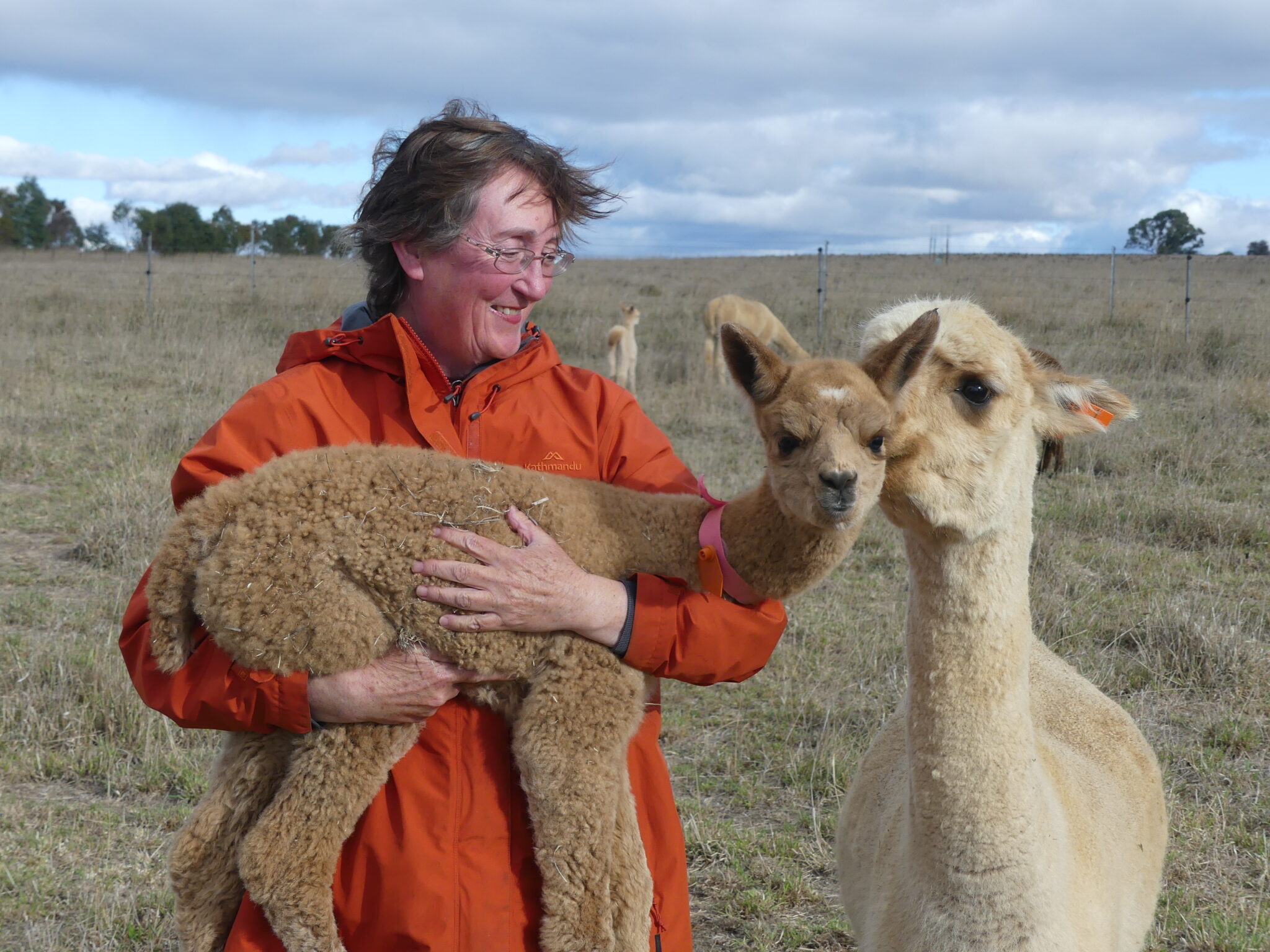 No llama drama, as Australian alpacas pack a punch | Small Farms ...